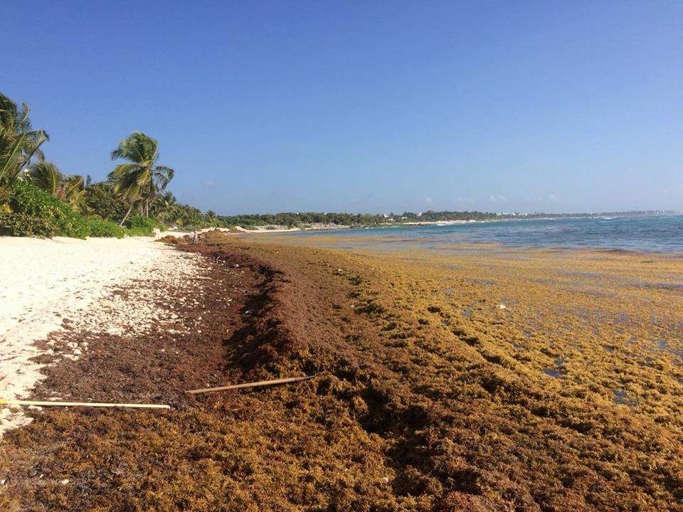 Cubre sargazo playas de Tulum - Quinta Fuerza