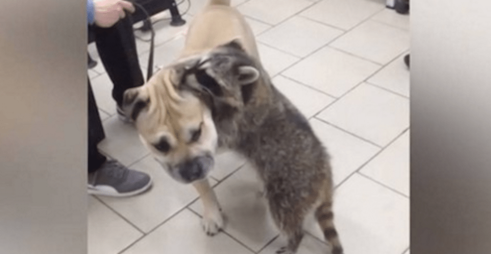 Un "doctor mapache" ayuda a mascotas enfermas en una clínica ...