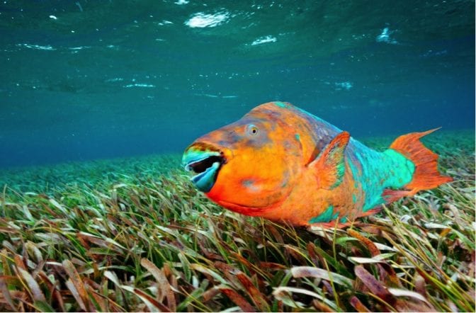 10 especies de peces loro ahora tendrán protección especial - Quinta Fuerza