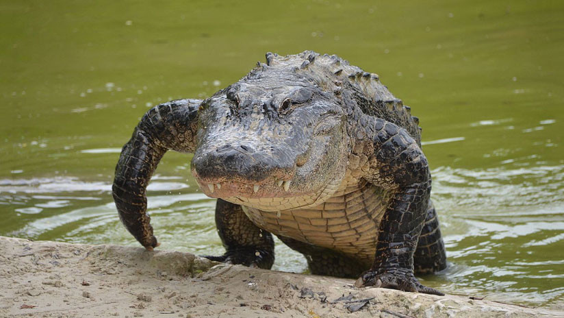 Video capta a un enorme caimán paseando por un campo de golf - Quinta ...