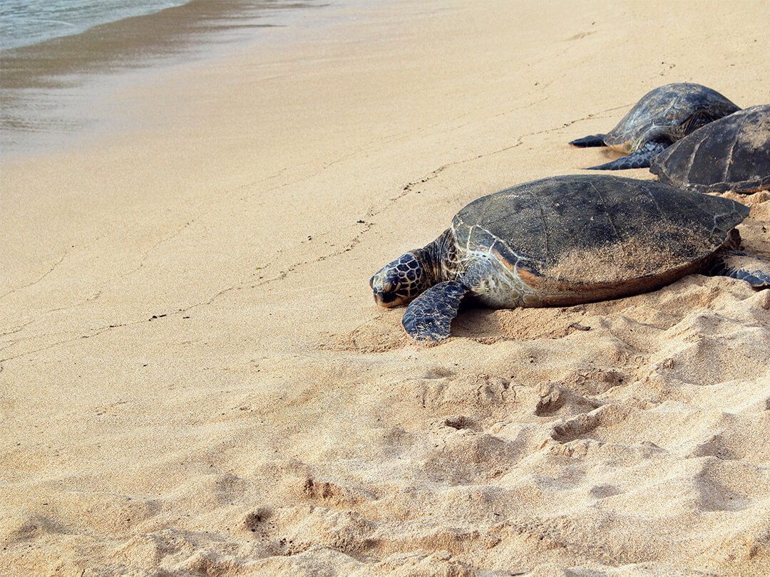 Conoce todo sobre la anidación de tortugas marinas en la Riviera Maya ...