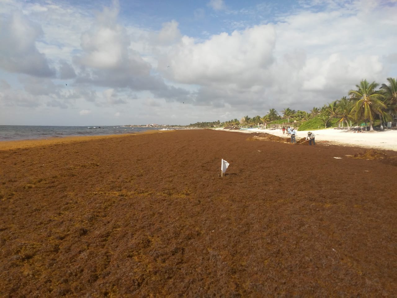 Amanece Tulum con toneladas de sargazo - Quinta Fuerza