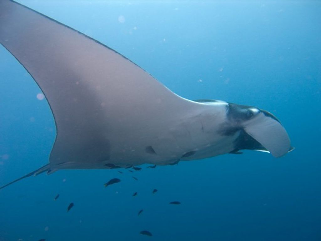 Niña va a dar al hospital por picadura de mantarraya en Cancún - Quinta ...