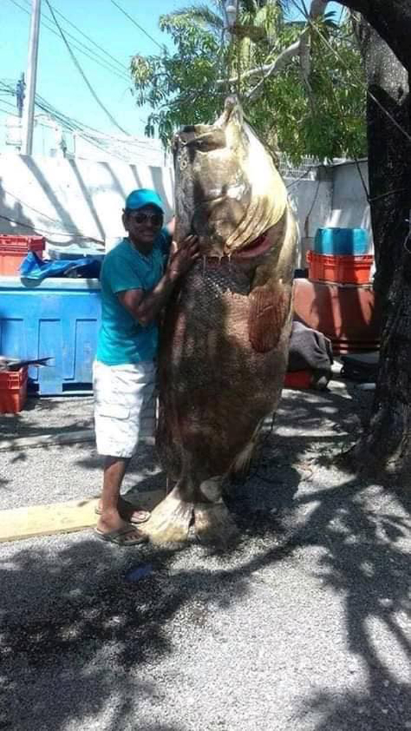 Pescadores de Campeche capturan Cherna gigante - Quinta Fuerza