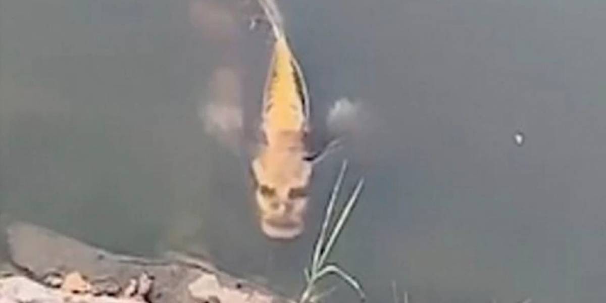 ¡Captan extraño pez con 'rostro humano'! - Quinta Fuerza