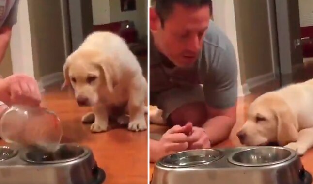 (Video) Perrito reza antes de comer y se vuelve viral - Quinta Fuerza