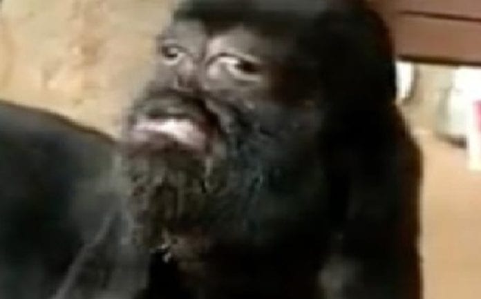 Cabra con cara de humano es adorada como un Dios en la India - Quinta ...
