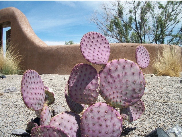 Conoce el nopal morado del desierto de Durango - Quinta Fuerza