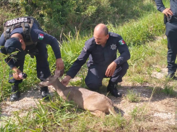 Rescatan a venado atropellado en Chetumal - Quinta Fuerza