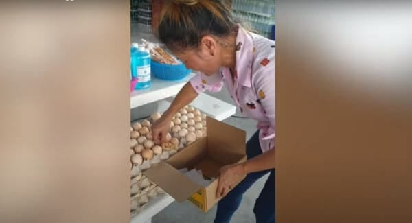 Video: Pollito nace en plena tienda de abarrotes junto a los huevos ...