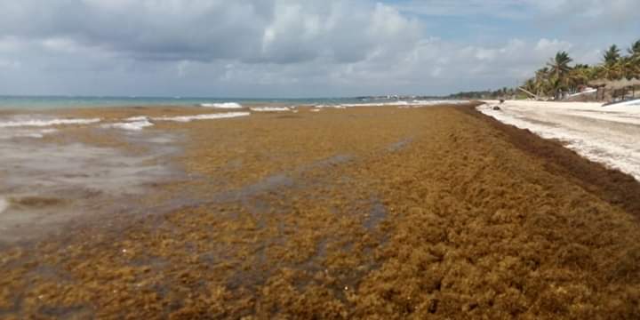Sargazo sepulta las playas de Tulum - Quinta Fuerza