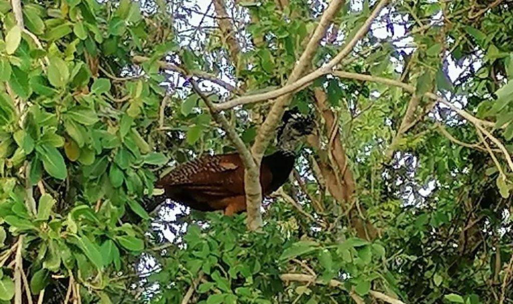 Avistan un hocofaisán en zona de Santa Fe en Cancún; es una especie en ...