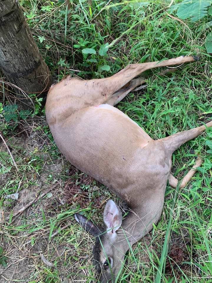Muere atropellado venado cola blanca en Playa del Carmen