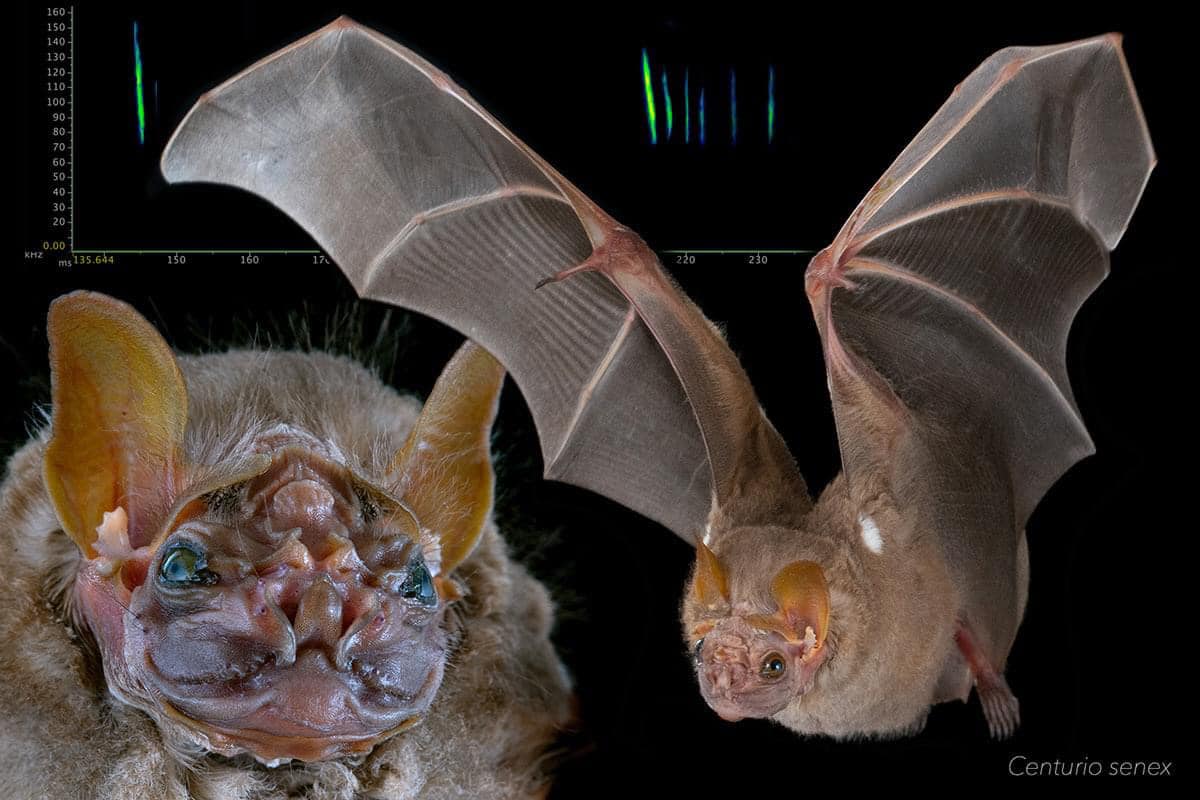 Conoce al 'Centurio senex' un habitante muy particular de Quintana Roo ...