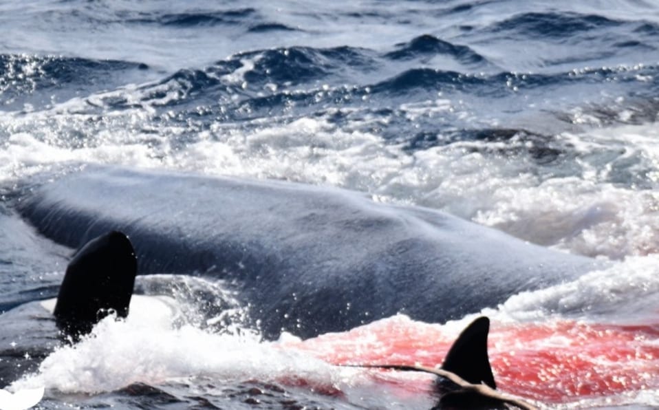 VIDEO: 70 orcas acorralan a ballena azul gigante para devorarla ...