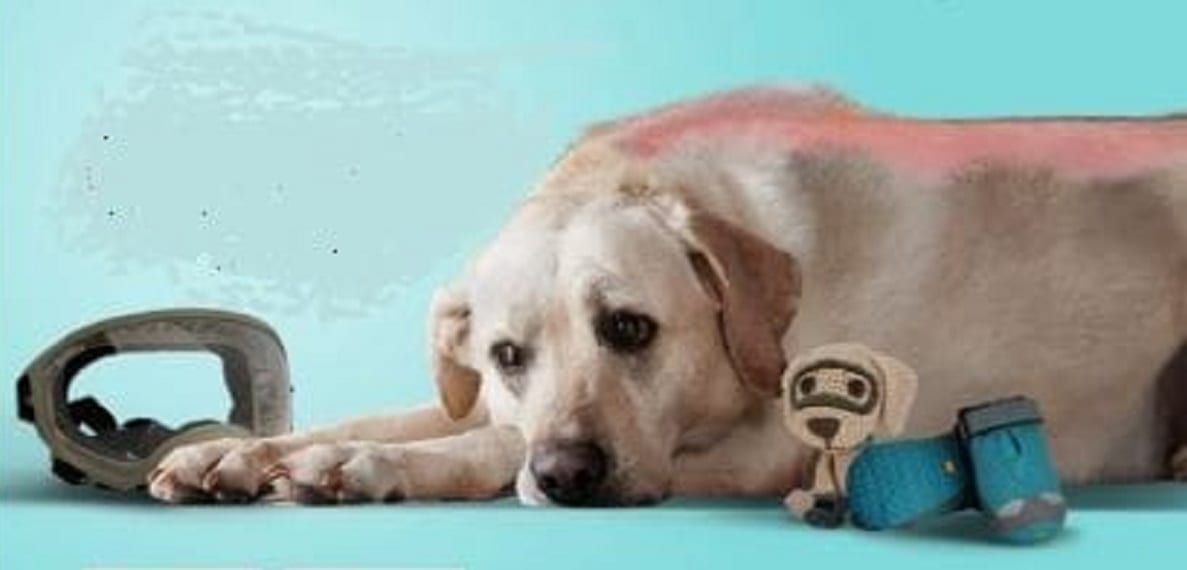 Urge apoyo para "Oliver", perro que salvó 9 vidas en el 19S; sufre mal ...