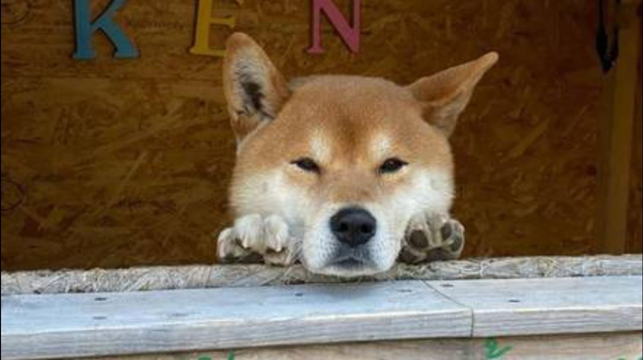 Conmociona muerte de Ken, un perrito famoso por vender camotes en Japón ...