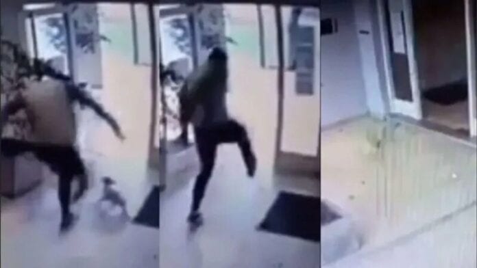 Video: ¡Maltrato animal! Captan a hombre pateando a un perro que entró ...