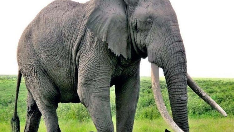 VIDEO: Elefante furioso ataca un auto y lo embiste por varios metros ...