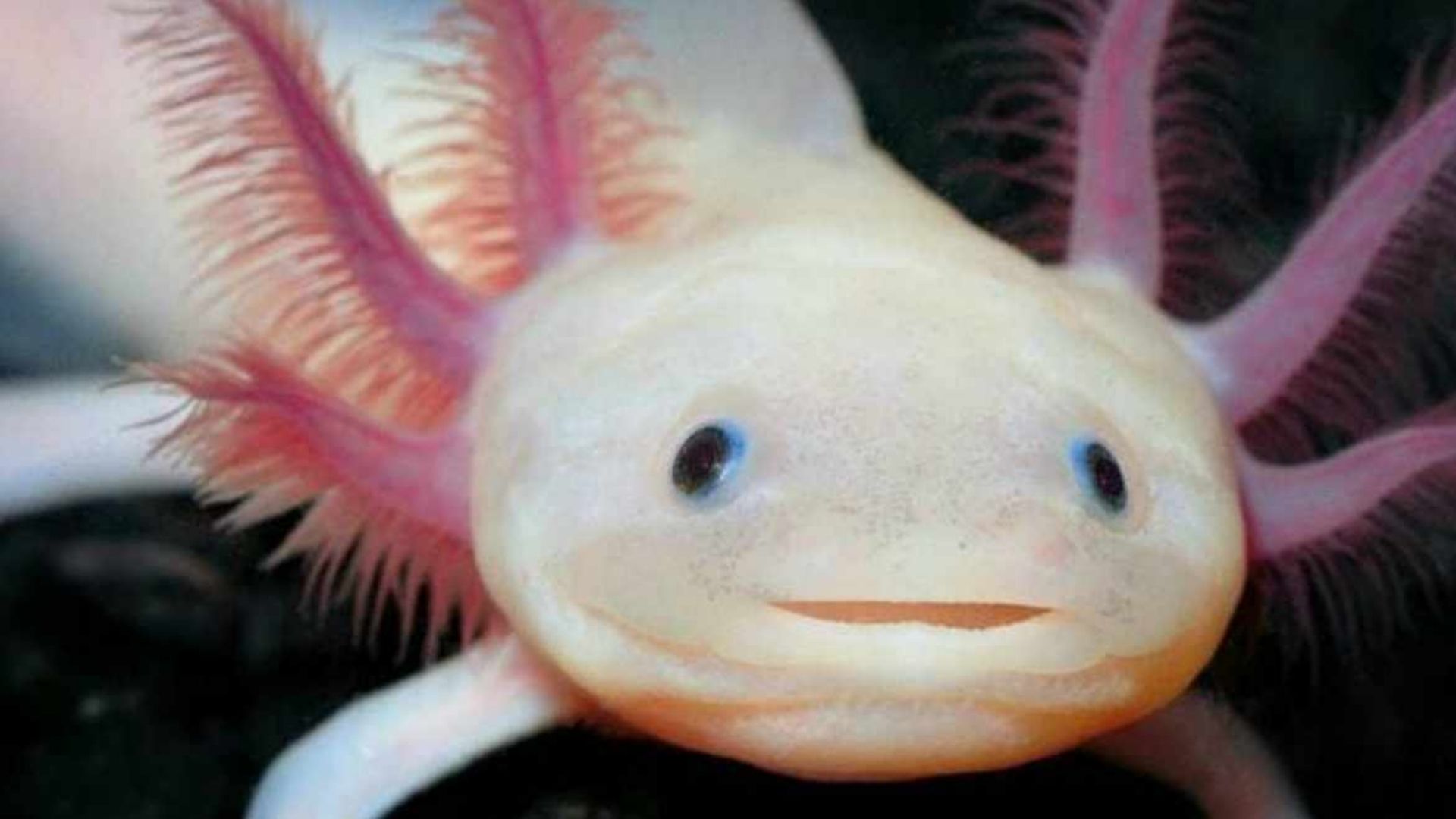 Crean Axolotitlán, primer museo dedicado al ajolote en la CDMX y NO, no ...