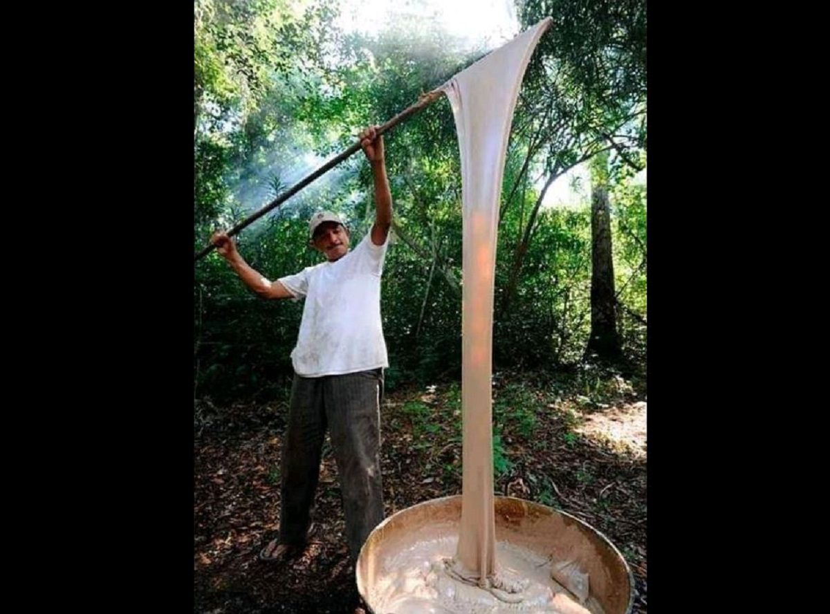 De los mayas para el mundo: la producción de chicle natural - Quinta Fuerza