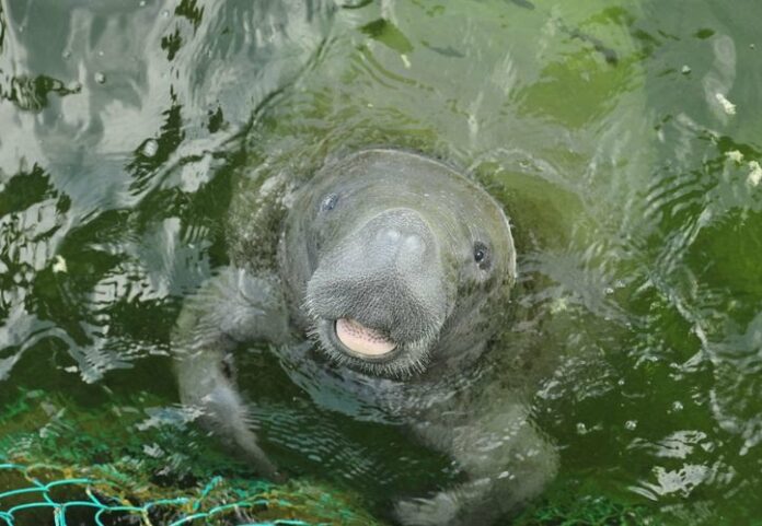 Daniel el manatí hoy cumple 18 años de ser rescatado y vive feliz en ...