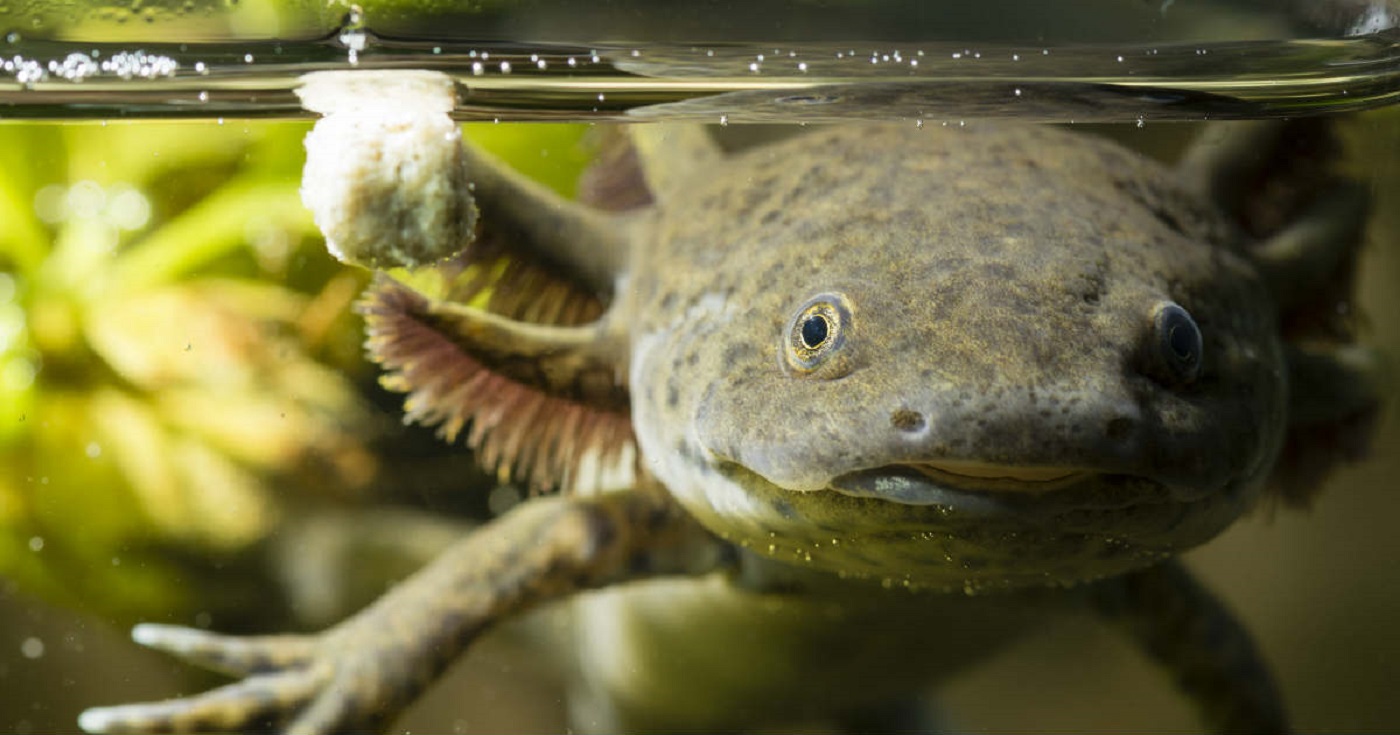 Conoce al achoque, el primo michoacanísimo del ajolote - Quinta Fuerza