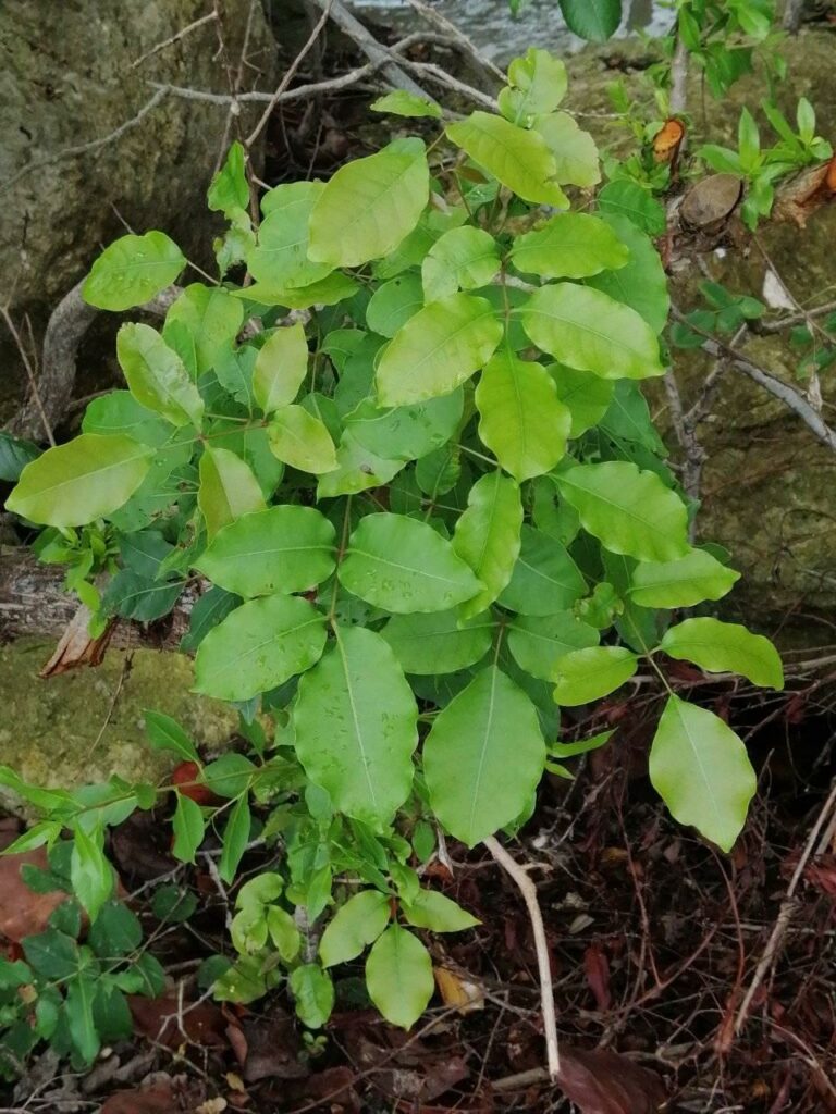 CUIDADO GENTE SENSIBLE: Impone su presencia el tradicional Chechén en ...