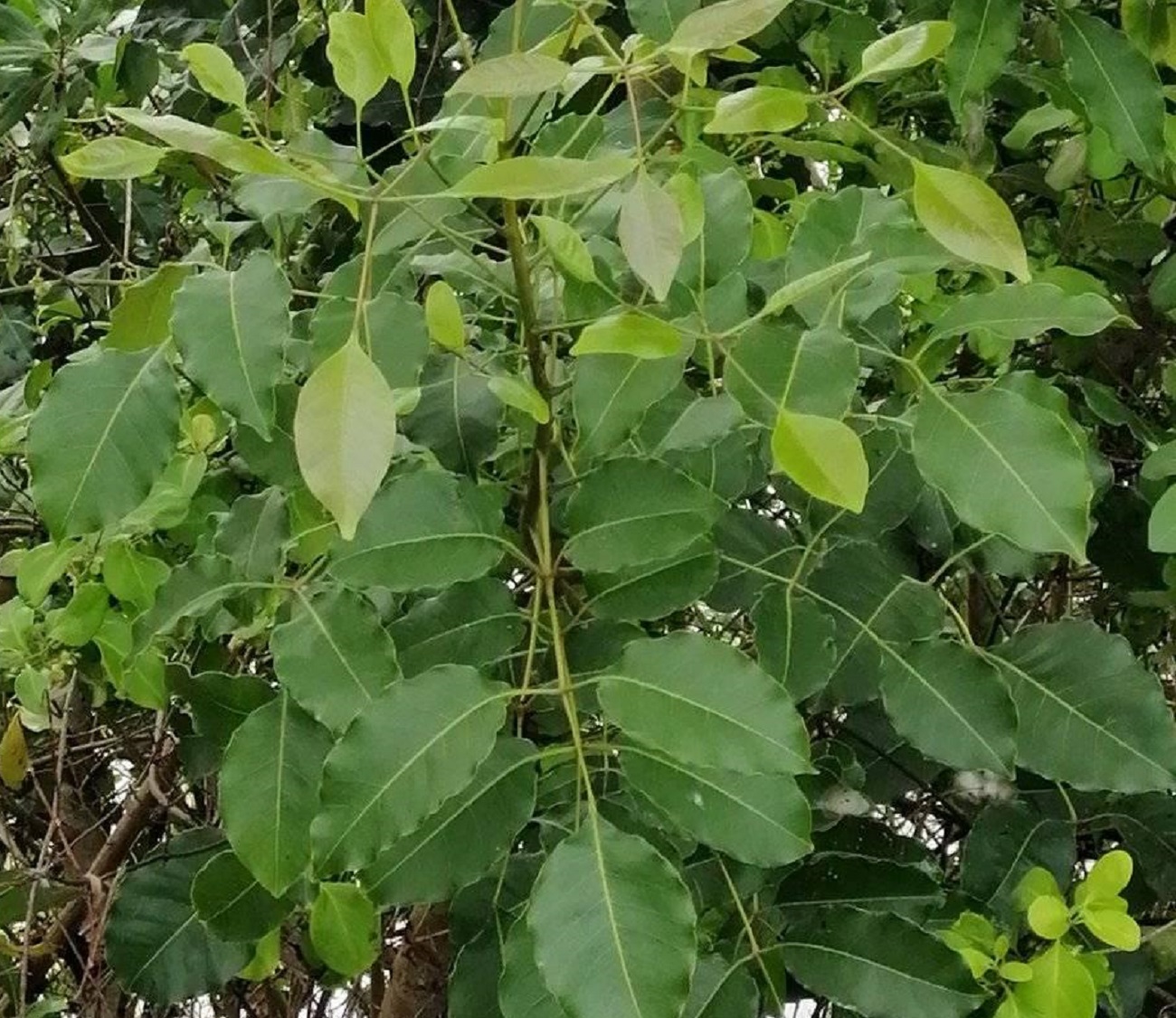 CUIDADO GENTE SENSIBLE: Impone su presencia el tradicional Chechén en ...