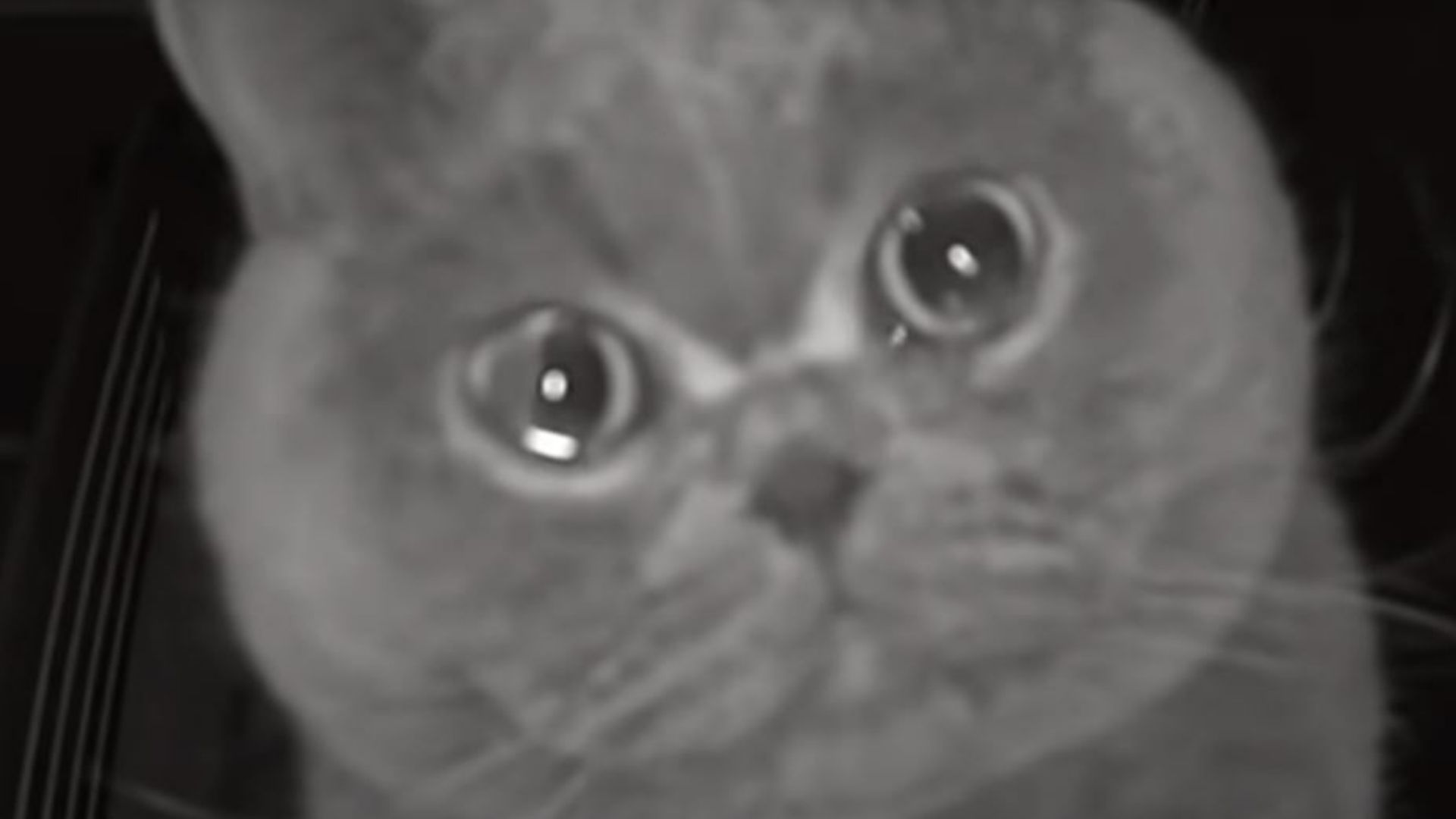 VIDEO: Gatito llora al quedarse solo en casa y escuchar a su dueña por ...