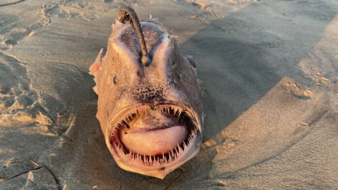 Hallan extraño pez en playa de Estados Unidos; fotos de su apariencia ...