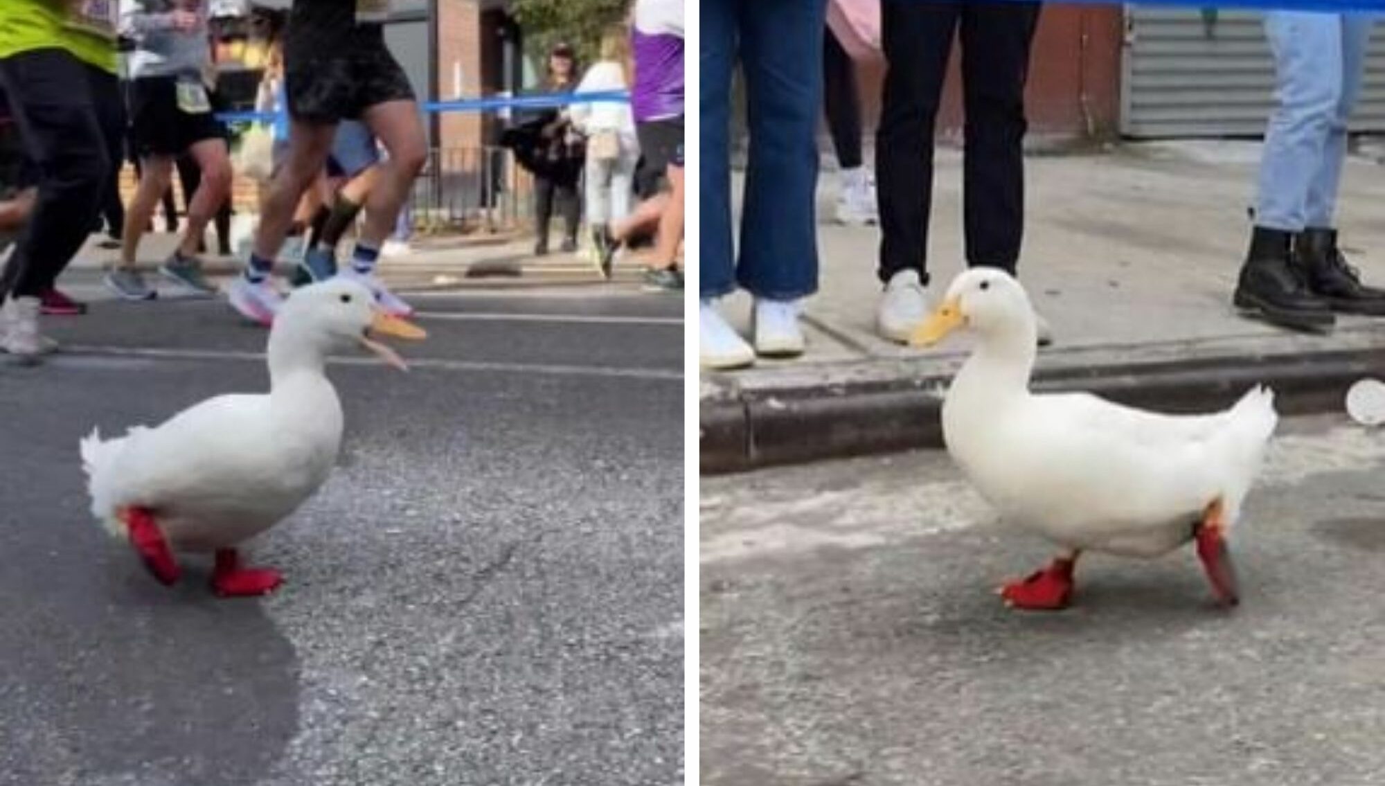 ¡Con unos zapatitos! Este adorable patito también corrió en el Maratón ...