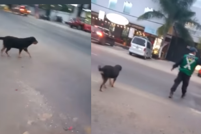 Viral: Policía en Oaxaca ayuda a perrito a cruzar la calle - Quinta Fuerza