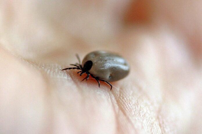 Piquete de garrapata habría acabado con la vida de bebé en José María ...