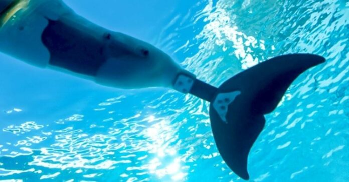 Muere delfín con prótesis de cola; su historia inspiró películas ...