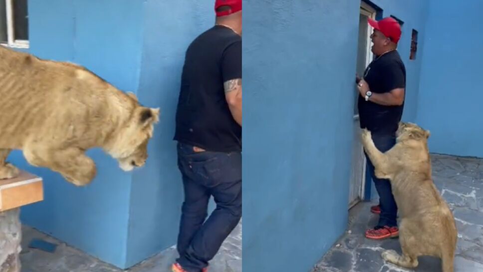 VIDEO: León "ataca" a hombre asustado que toca la puerta, su reacción ...