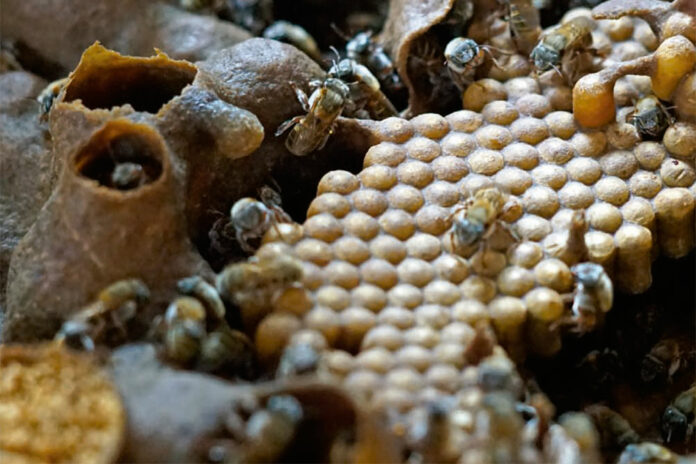 Miel melipona conquista Madrid; Tulum es representado por la marca ...