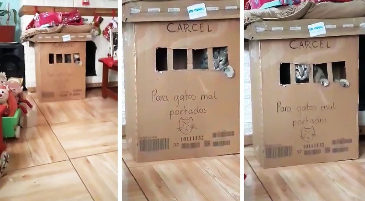 Gatito se viraliza al ser encerrado en una “cárcel” de cartón que hizo ...