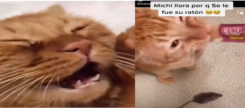 Vídeo viral de gato que llora porque se le escapó su ratón - Quinta Fuerza