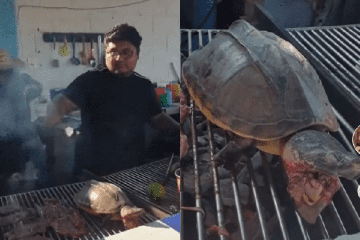 Video: Cocinan tortugas vivas en Tabasco y causan indignación en redes ...