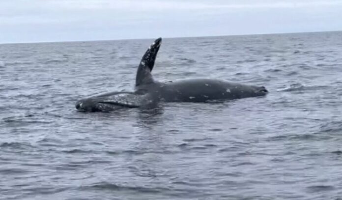 VIDEO: Captan momento exacto en que cadáver de una ballena explota ...