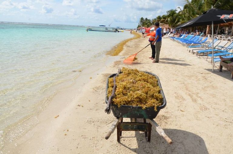 Sargazo: ¿Qué es y cómo se produce esta macroalga?