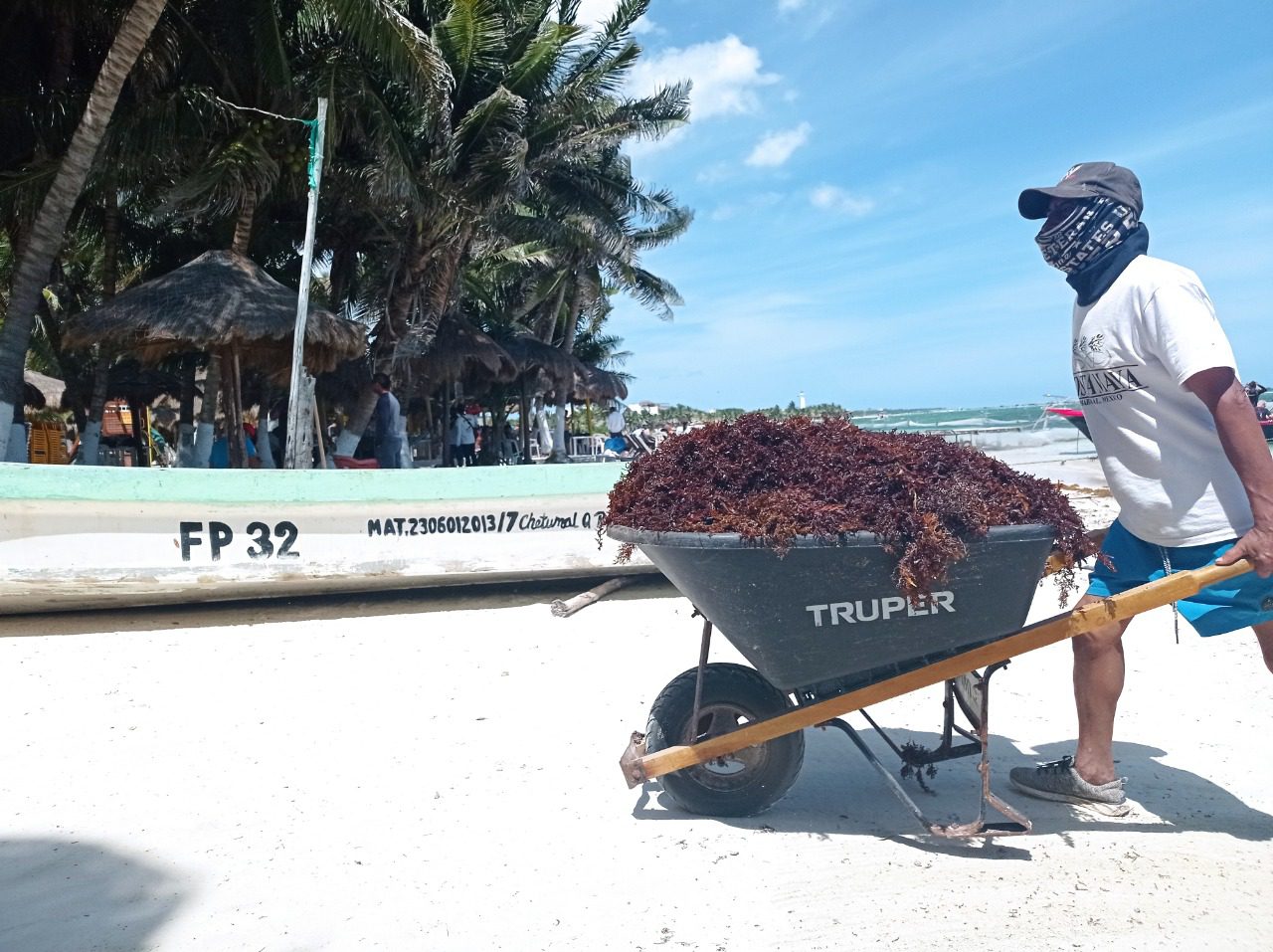 Sargazo: ¿Qué es y cómo se produce esta macroalga?
