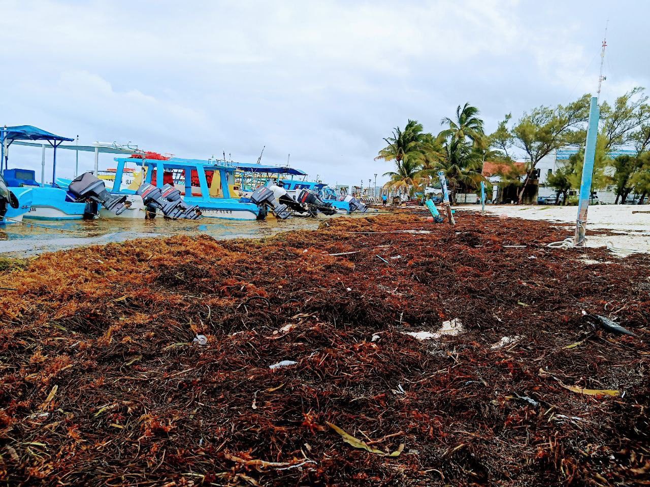 Sargazo: ¿Qué es y cómo se produce esta macroalga?