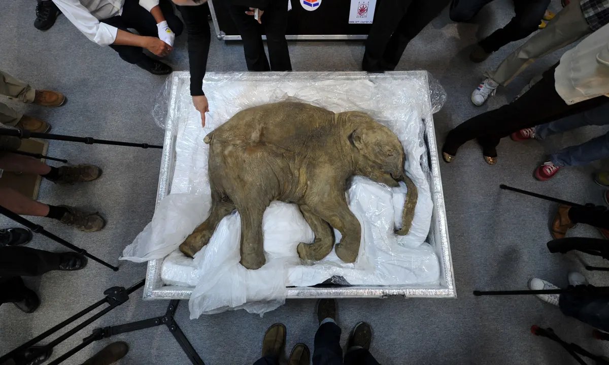 Encuentran momia de bebé mamut perfectamente conservado durante 30 mil ...