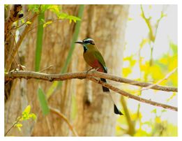 Pájaro Toh, sagrado para los mayas, entra a su cuarto - Quinta Fuerza