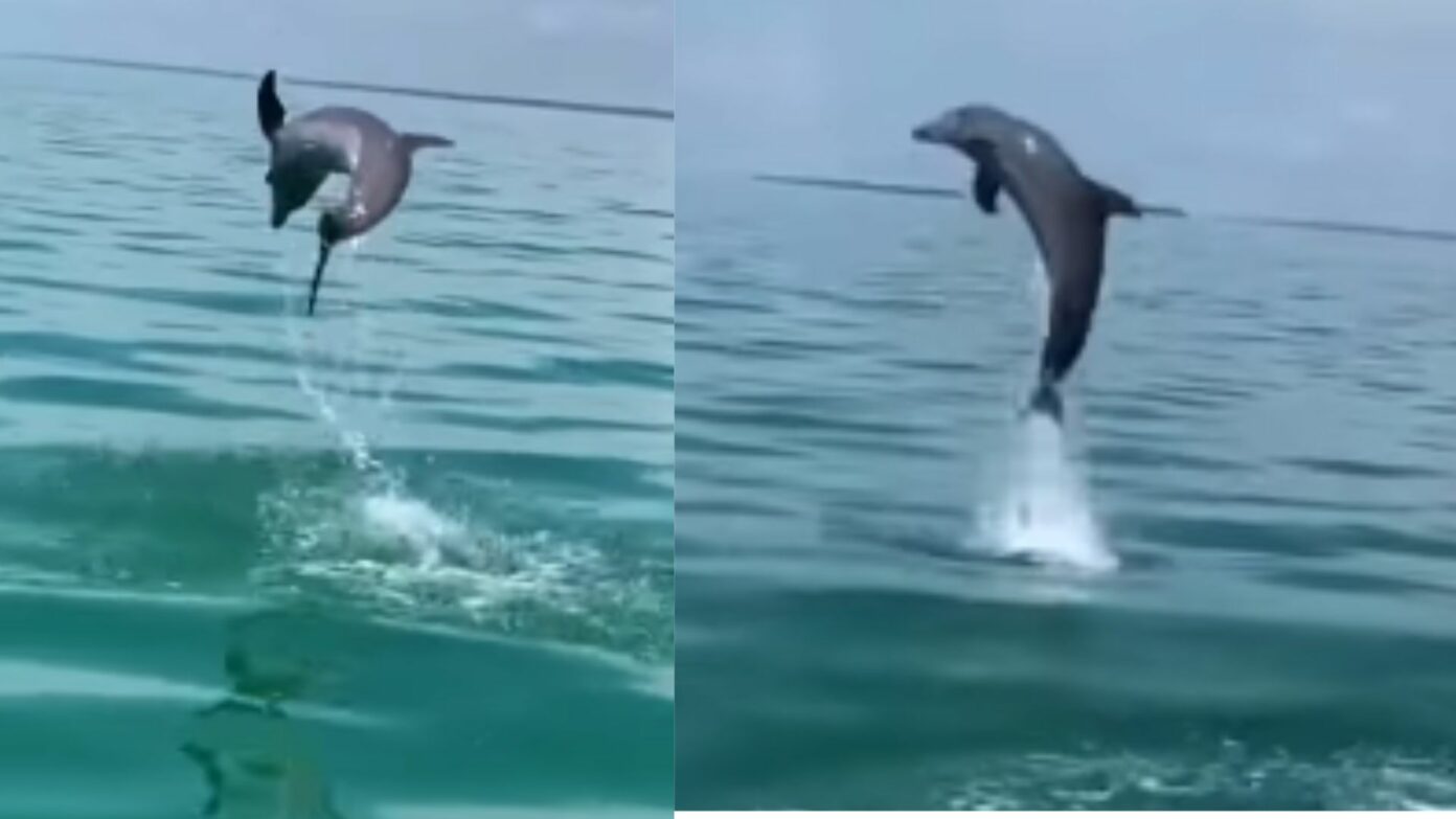 VIDEO: Sorprende familia de delfines nadando y saltando en la bahía de ...
