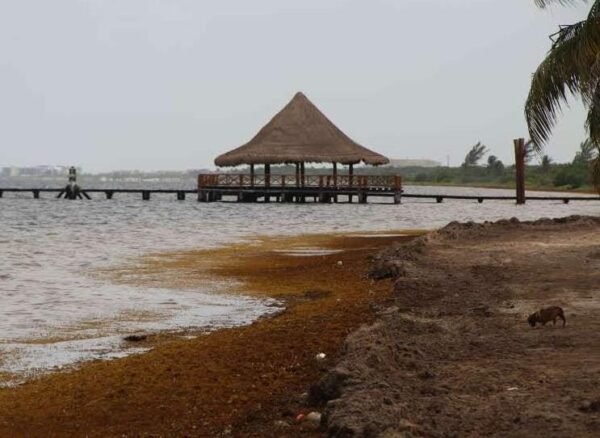 Sargazo: ¿Qué es y cómo se produce esta macroalga?