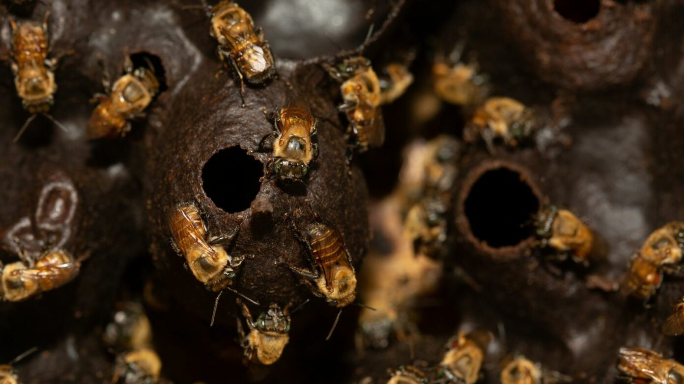 Melipona: la abejita maya que está en riesgo de extinción - Quinta Fuerza