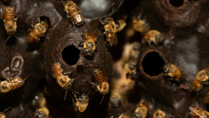Melipona: la abejita maya que está en riesgo de extinción - Quinta Fuerza